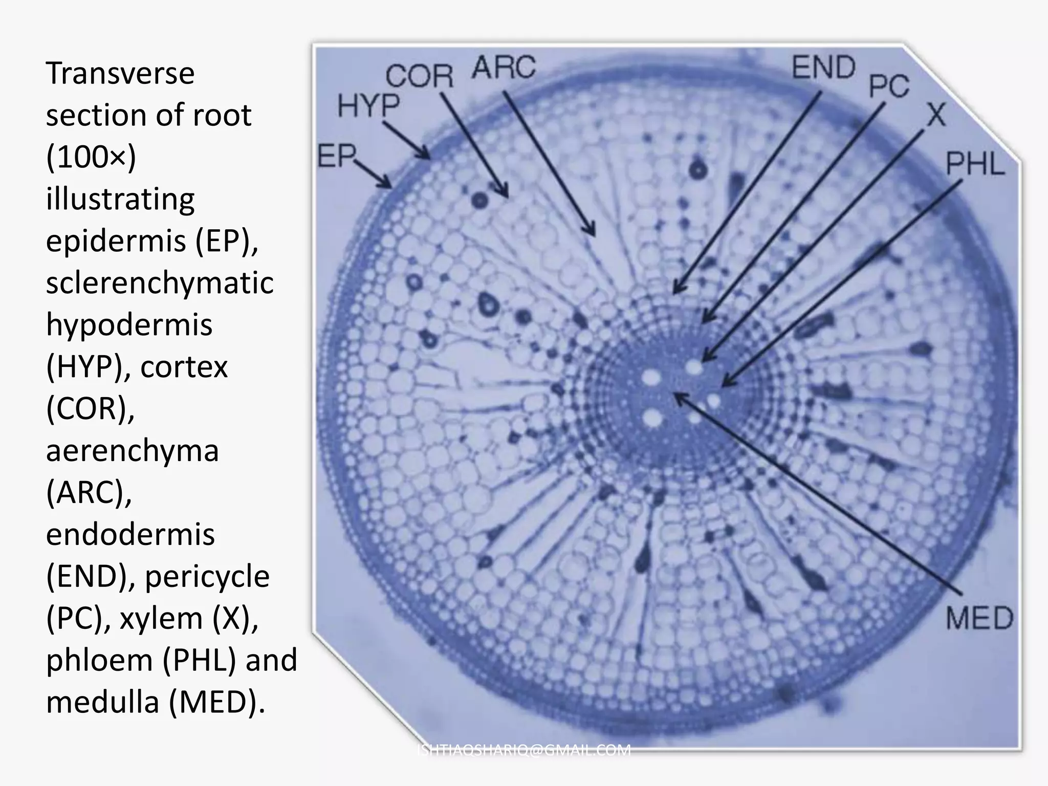 Anatomy of stem,root and leaf of rice | PPTX