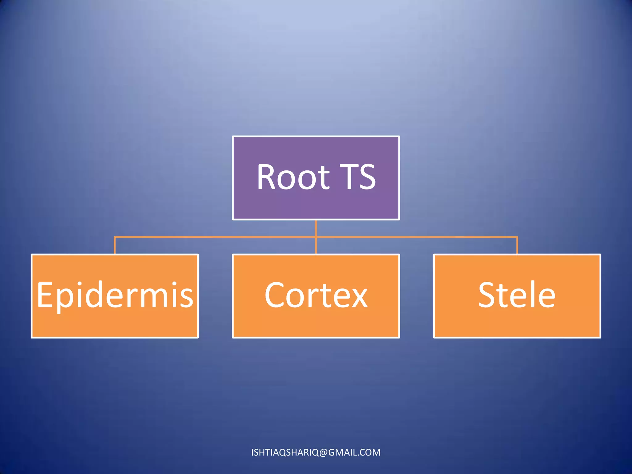 Anatomy of stem,root and leaf of rice | PPTX