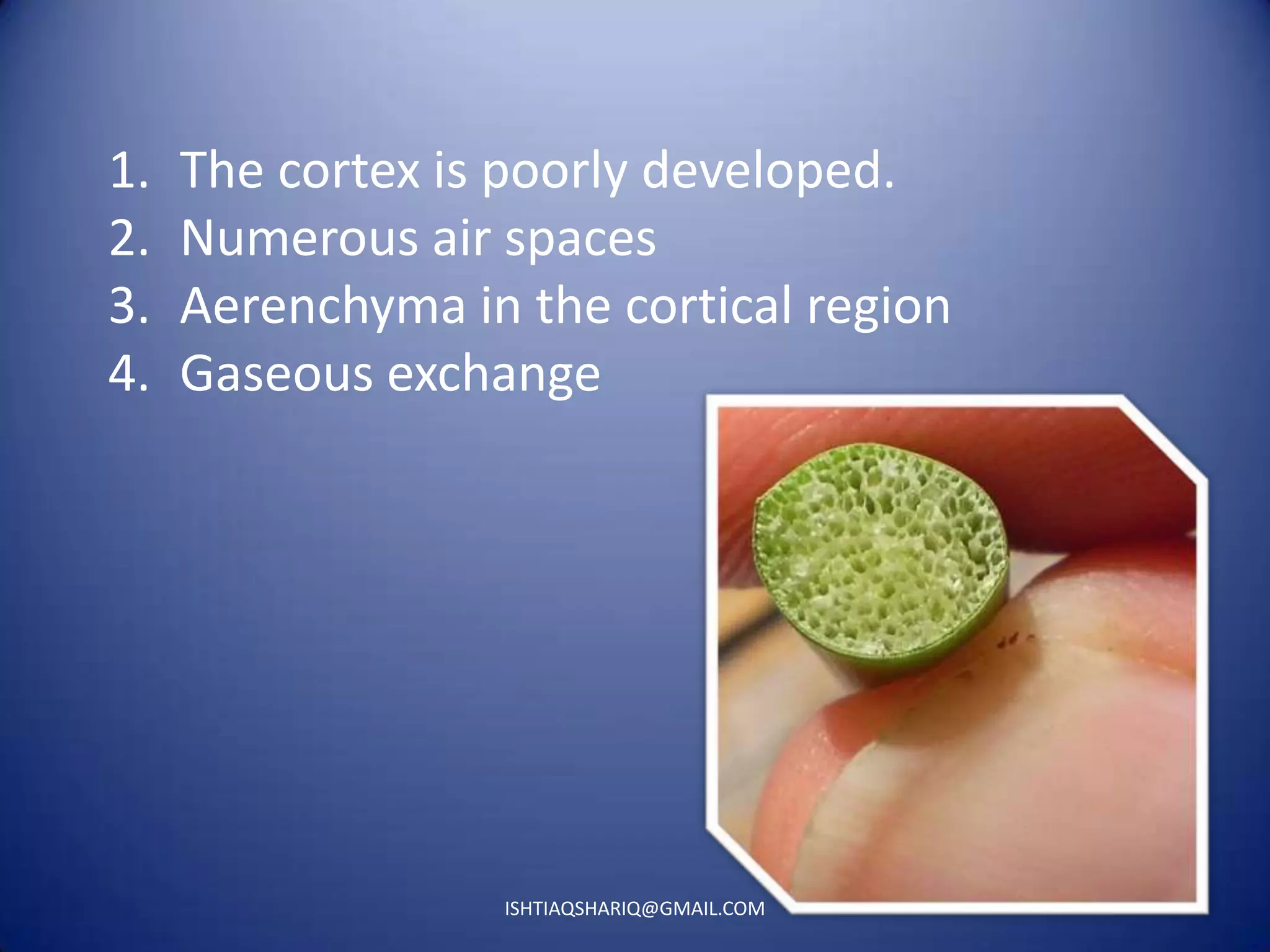 Anatomy of stem,root and leaf of rice | PPTX