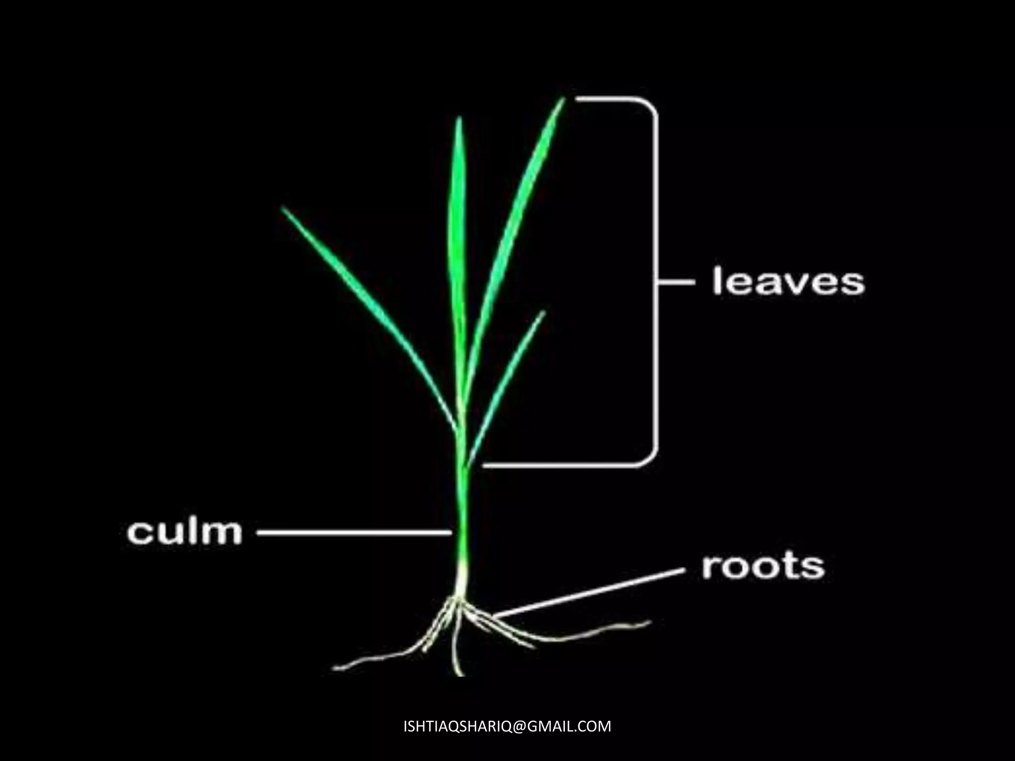 Anatomy of stem,root and leaf of rice | PPTX