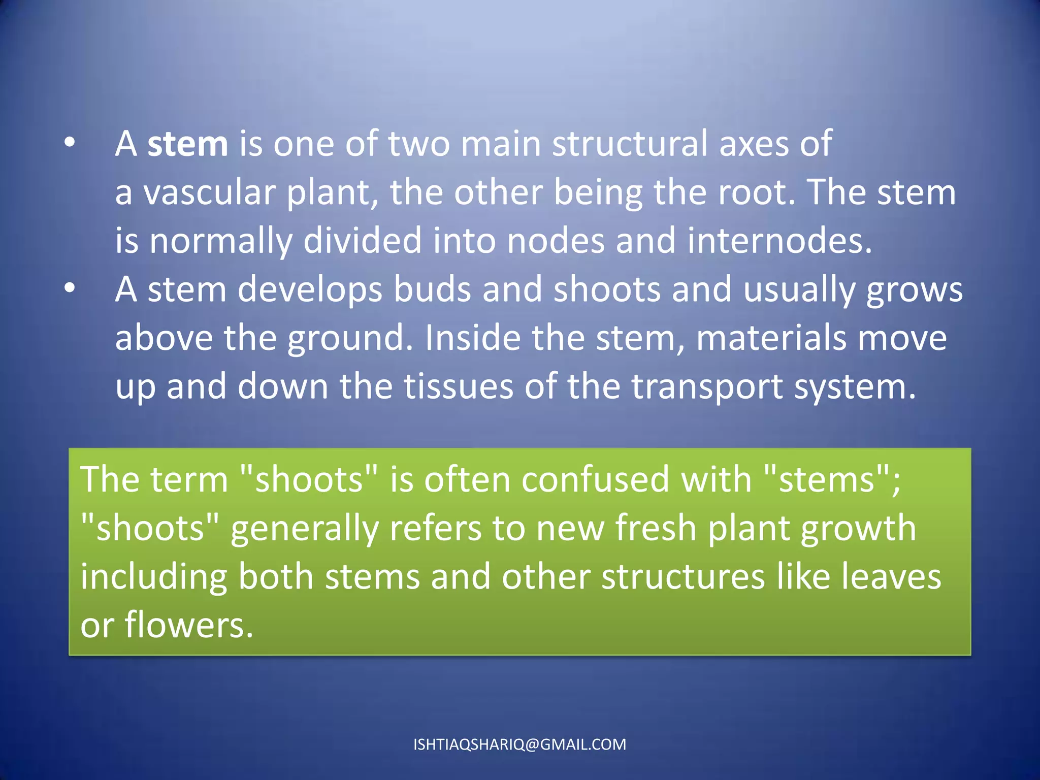 Anatomy of stem,root and leaf of rice | PPTX