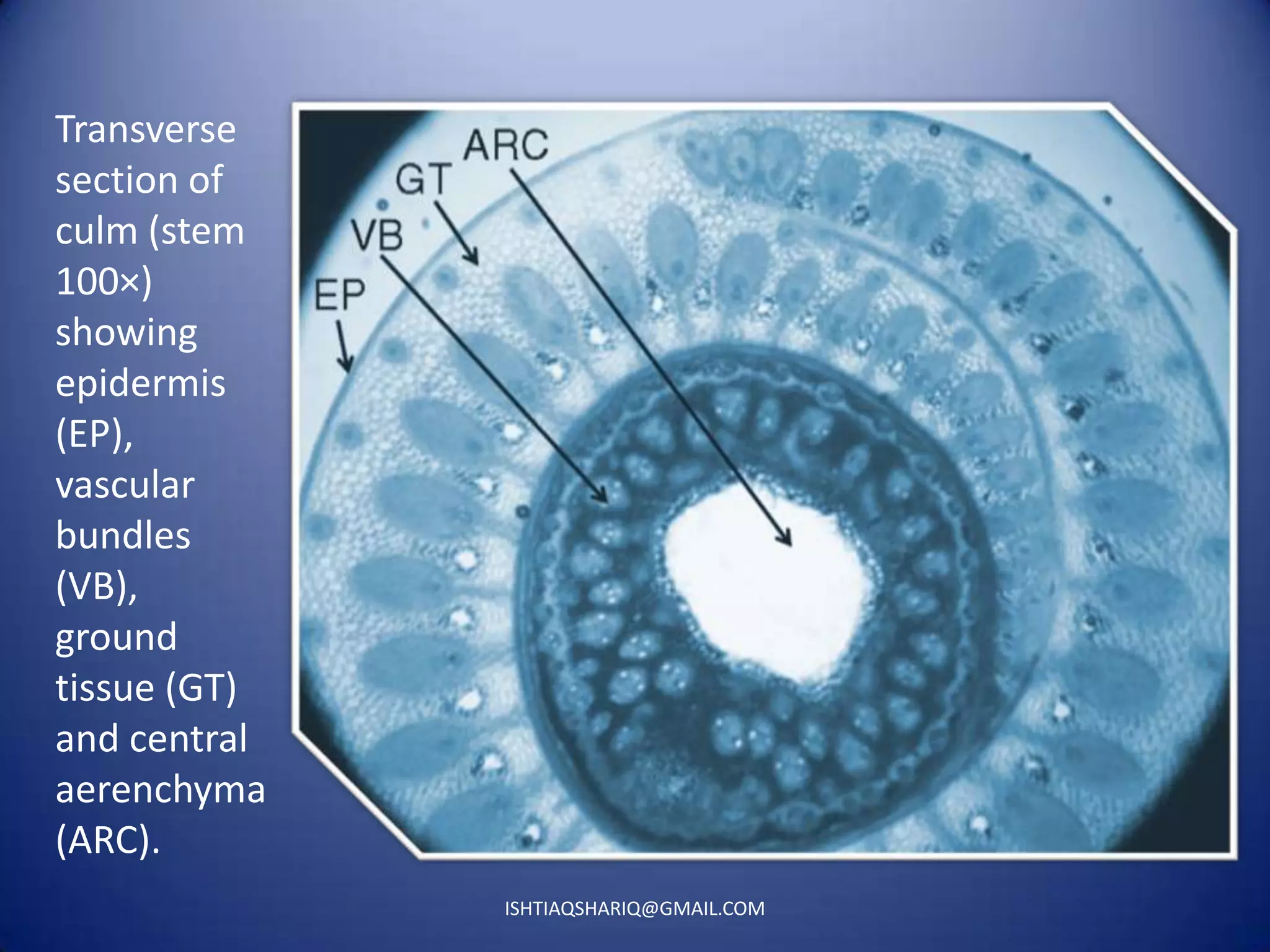 Anatomy of stem,root and leaf of rice | PPTX