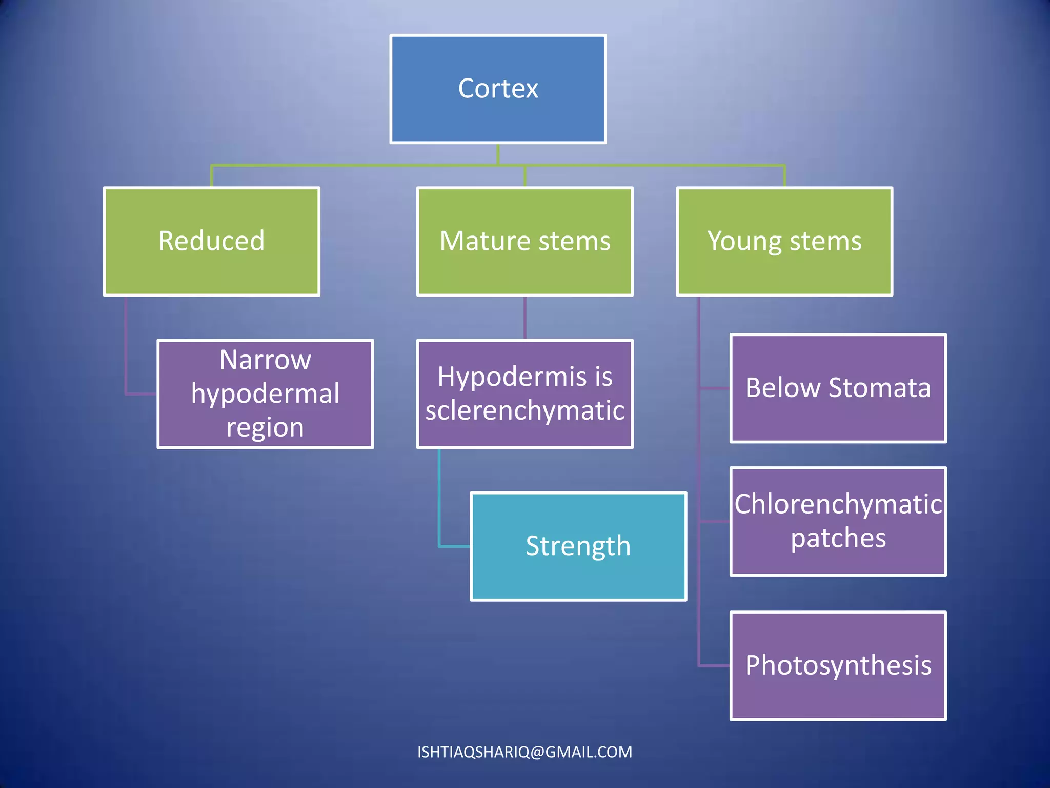 Anatomy of stem,root and leaf of rice | PPTX