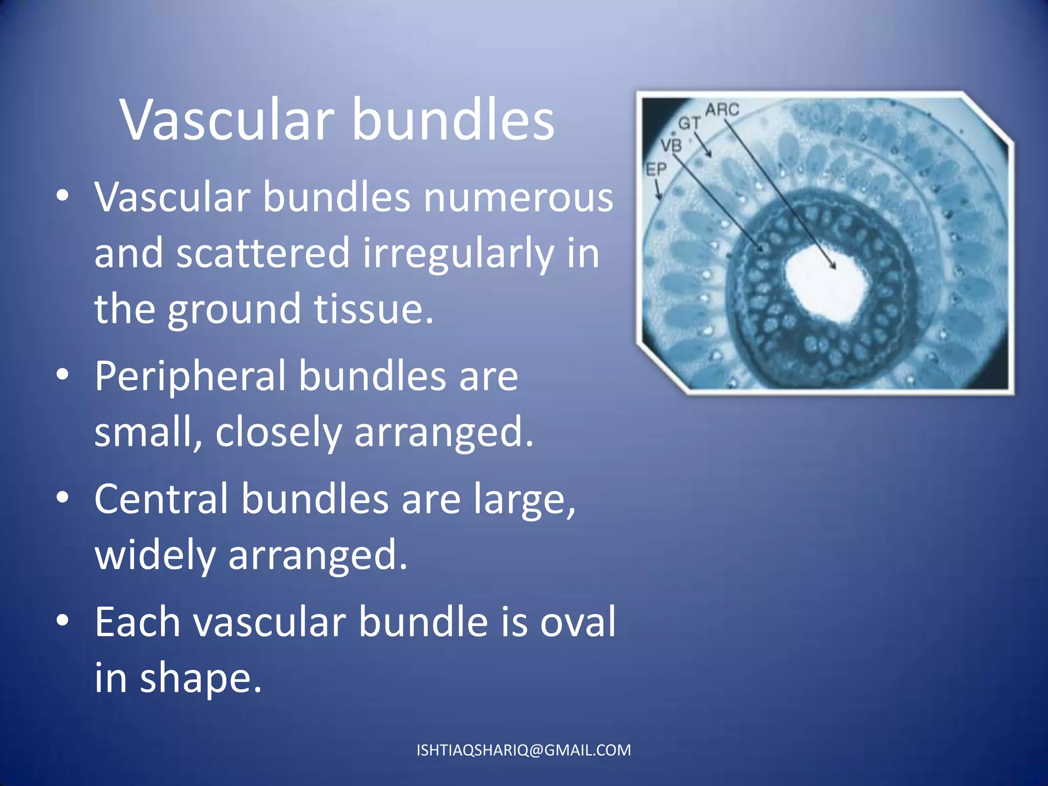 Anatomy of stem,root and leaf of rice | PPTX