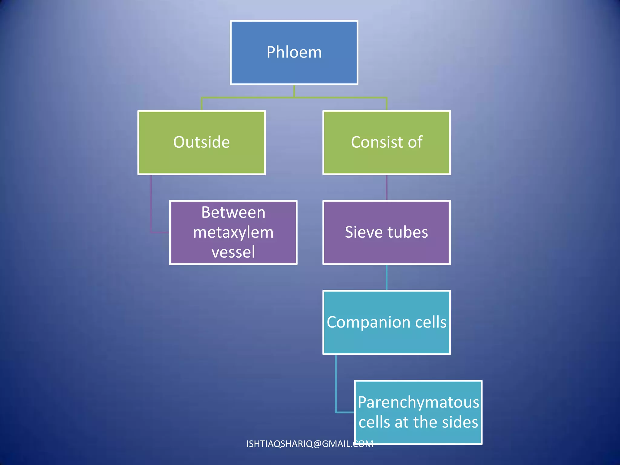 Anatomy of stem,root and leaf of rice | PPTX