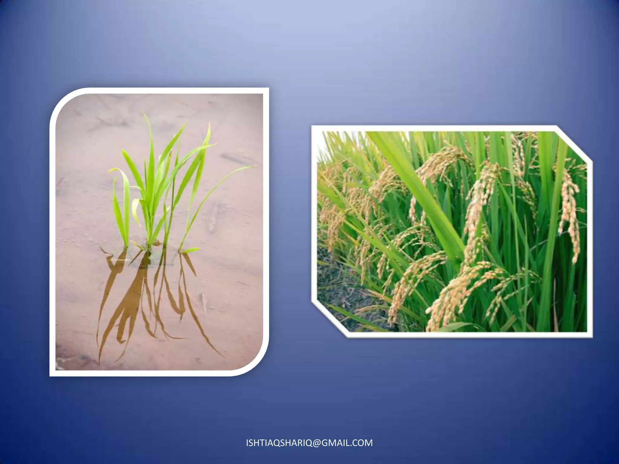 Anatomy of stem,root and leaf of rice | PPTX