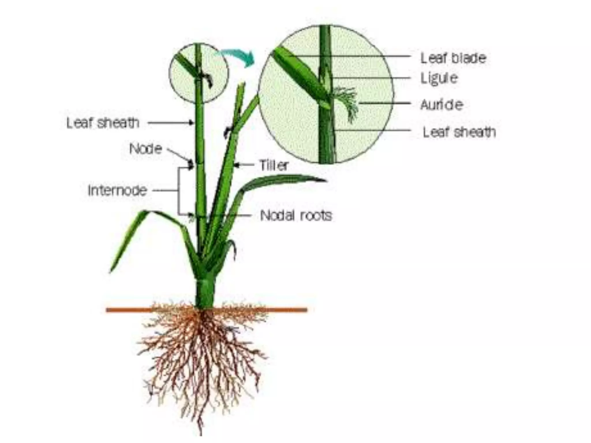 Anatomy of stem,root and leaf of rice | PPTX