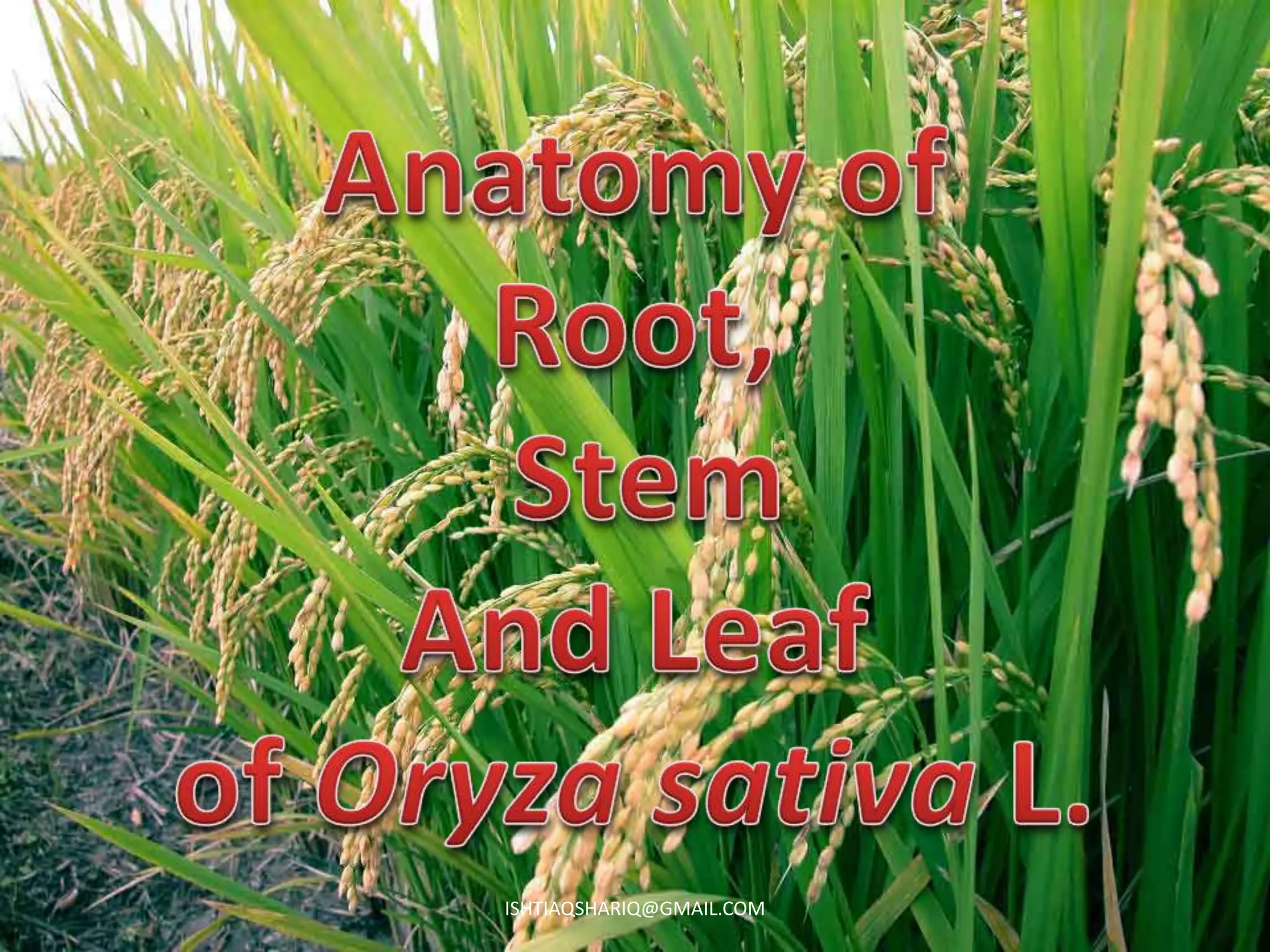 Anatomy of stem,root and leaf of rice | PPTX