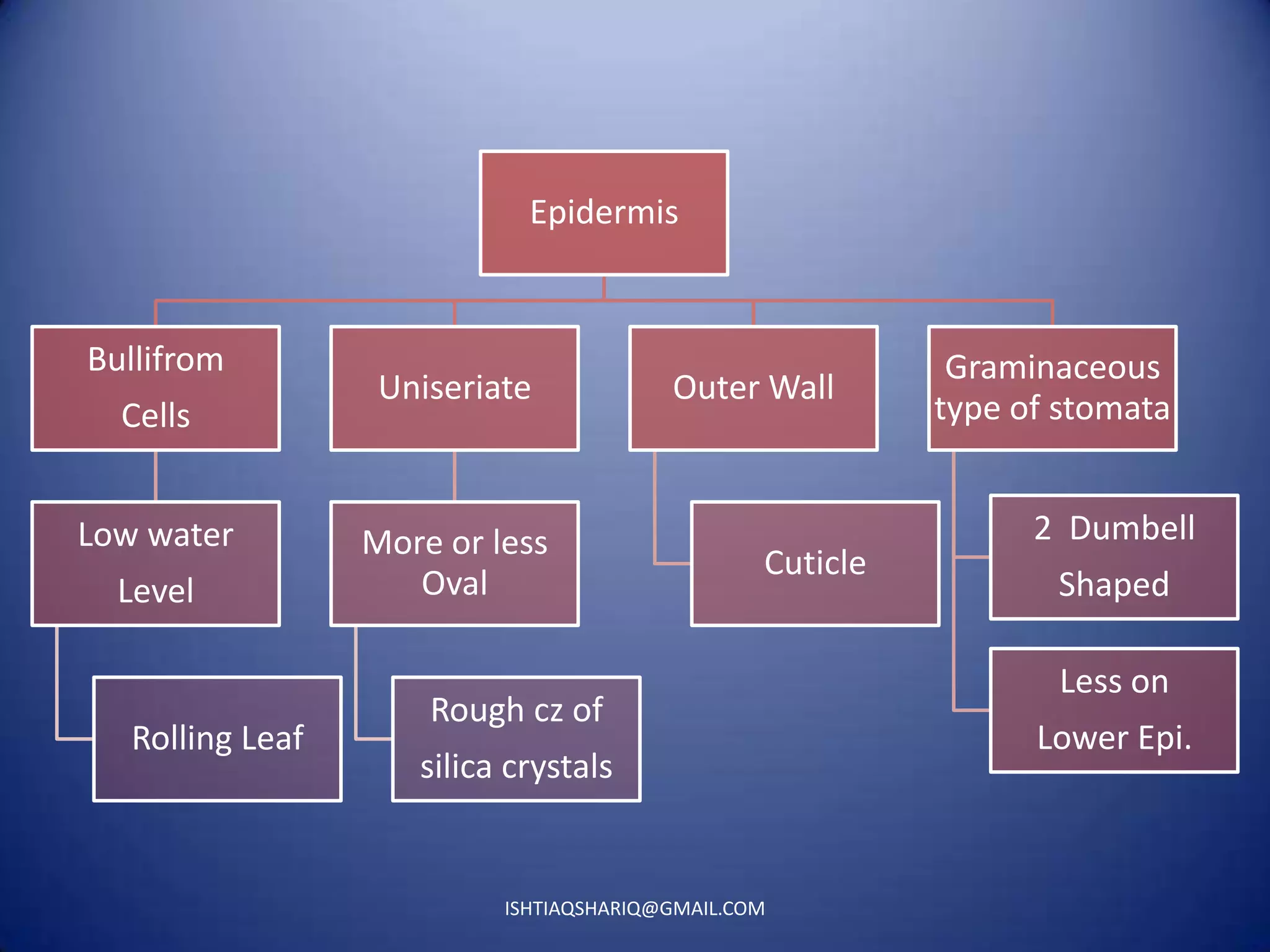 Anatomy of stem,root and leaf of rice | PPTX