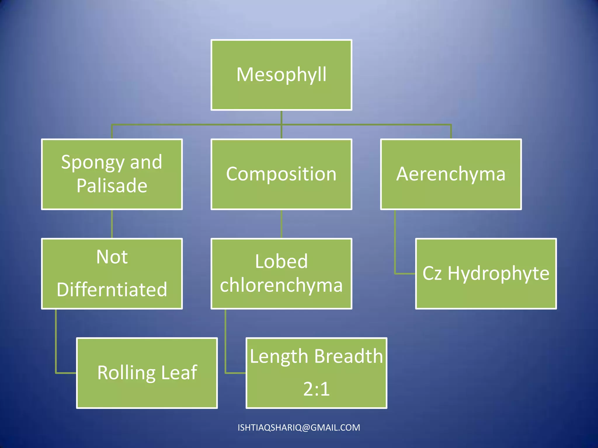 Anatomy of stem,root and leaf of rice | PPTX