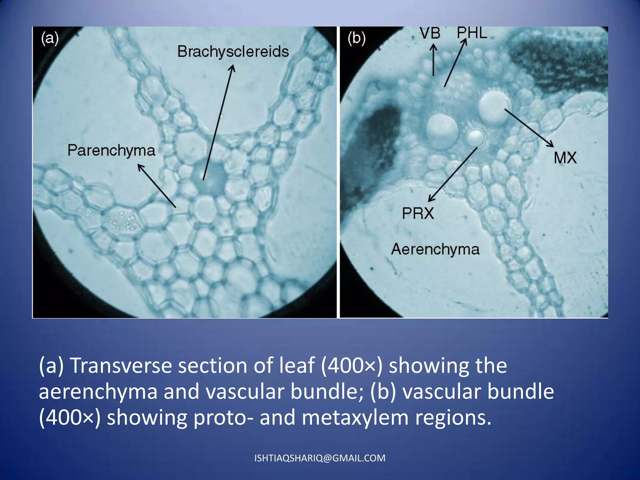 Anatomy of stem,root and leaf of rice | PPTX