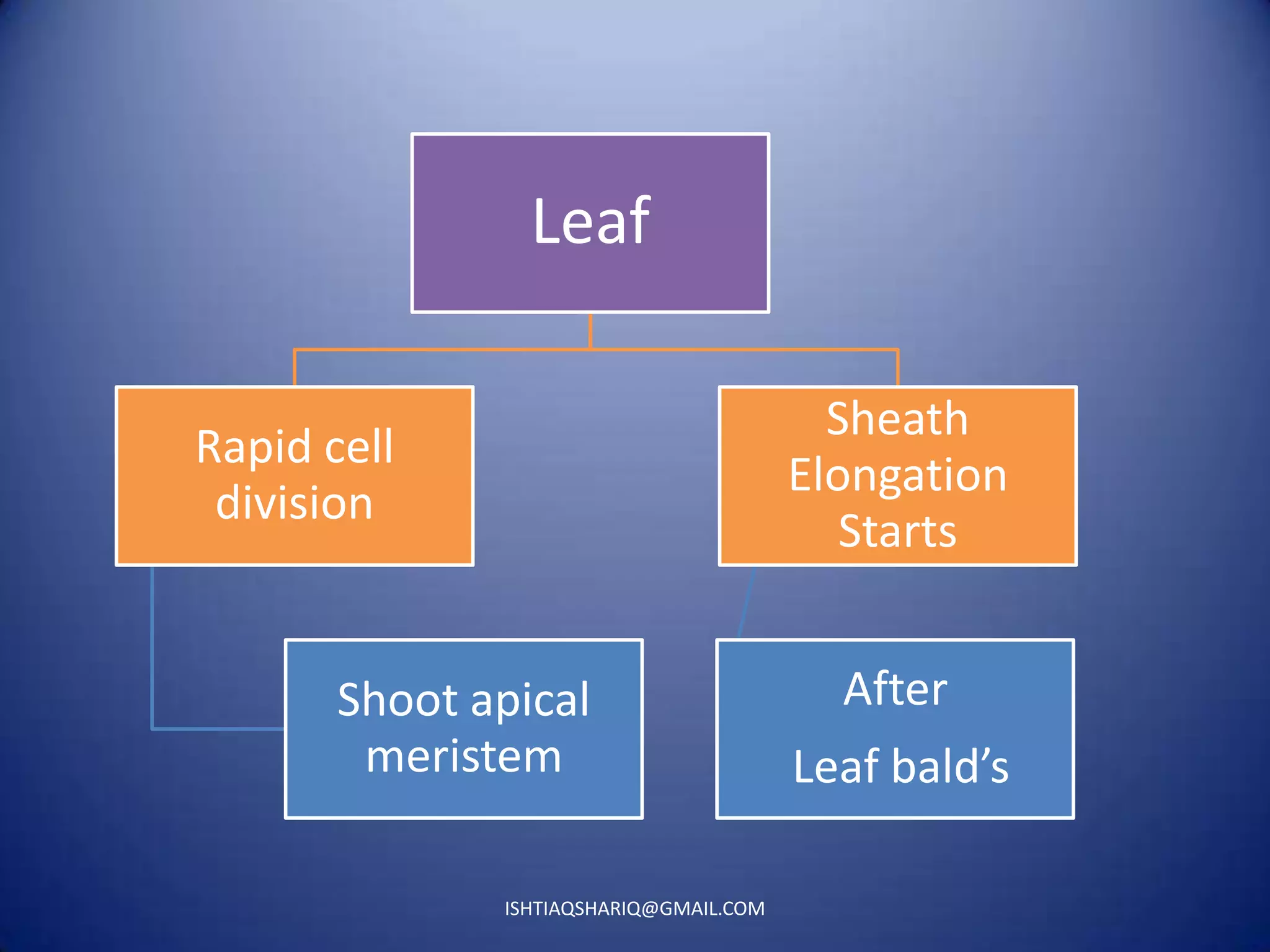 Anatomy of stem,root and leaf of rice | PPTX | Gardening | Home & Garden