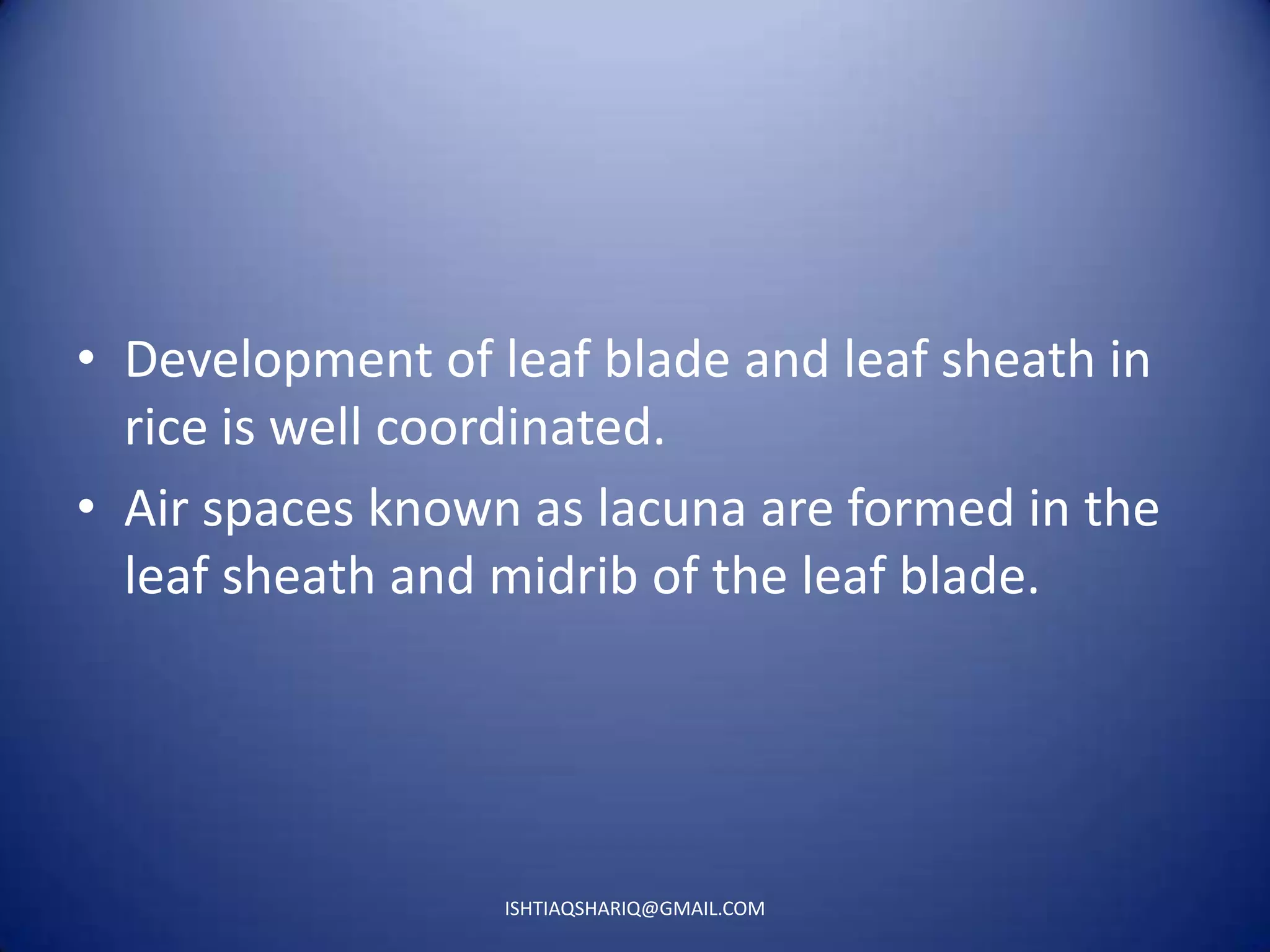 Anatomy of stem,root and leaf of rice | PPTX