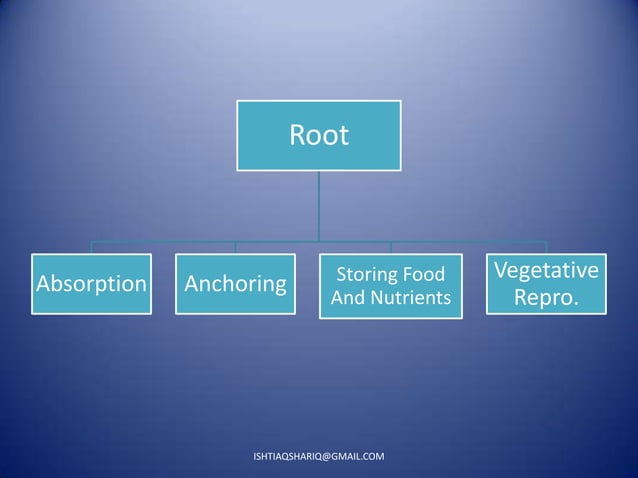 Anatomy of stem,root and leaf of rice | PPTX | Gardening | Home & Garden