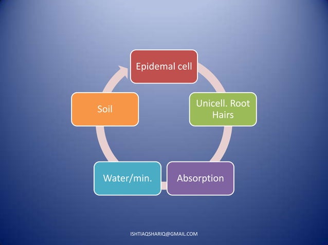 Anatomy of stem,root and leaf of rice | PPTX | Gardening | Home & Garden