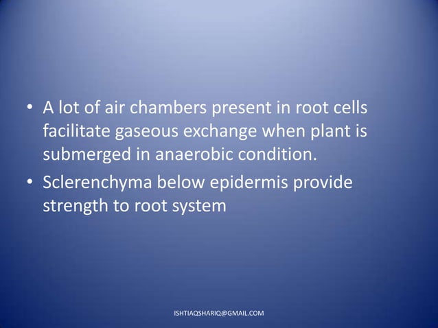 Anatomy of stem,root and leaf of rice | PPTX | Gardening | Home & Garden
