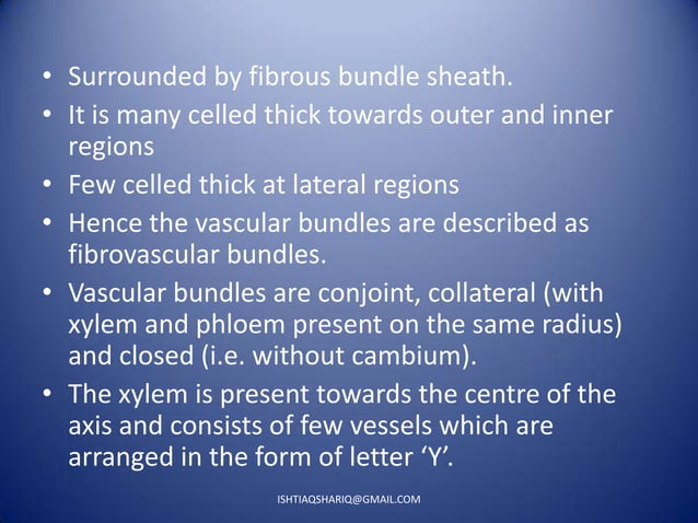 Anatomy of stem,root and leaf of rice | PPTX | Gardening | Home & Garden