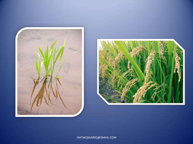 Anatomy of stem,root and leaf of rice | PPTX | Gardening | Home & Garden