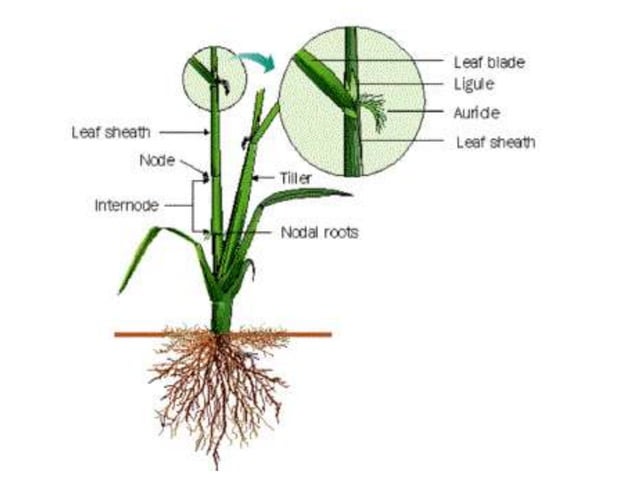 Anatomy of stem,root and leaf of rice | PPTX | Gardening | Home & Garden