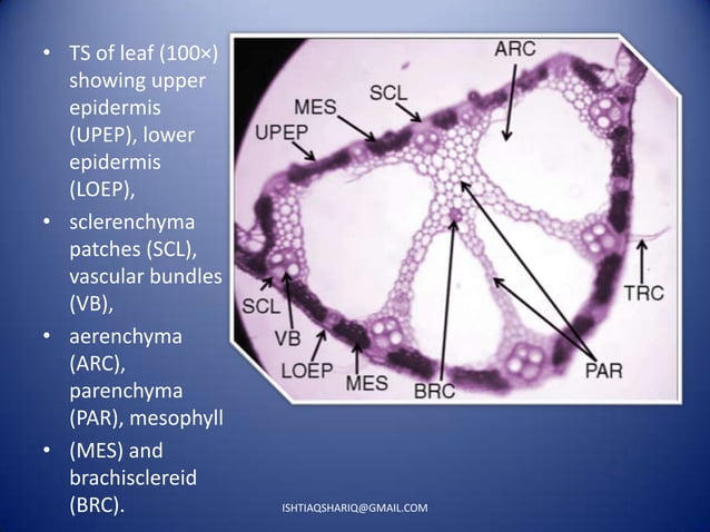 Anatomy of stem,root and leaf of rice | PPTX | Gardening | Home & Garden