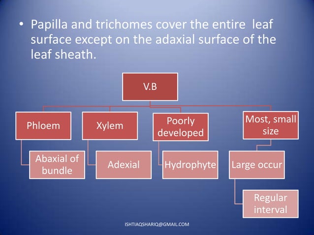 Anatomy of stem,root and leaf of rice | PPTX | Gardening | Home & Garden