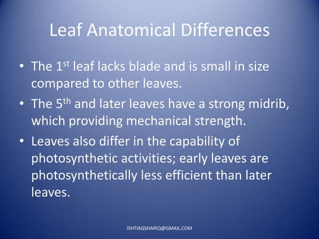 Anatomy of stem,root and leaf of rice | PPTX | Gardening | Home & Garden