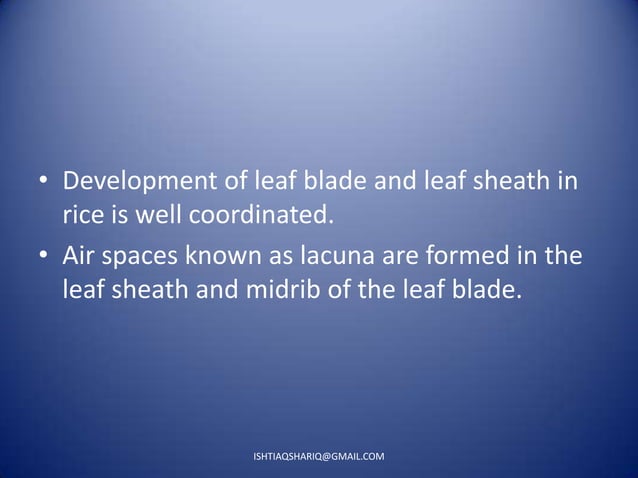 Anatomy of stem,root and leaf of rice | PPTX | Gardening | Home & Garden