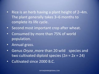 Anatomy of stem,root and leaf of rice | PPTX
