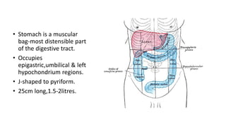 Anatomy of stomach | PPTX