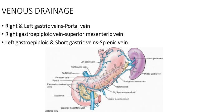 Gastric Vein Anatomy Management Of Fundic Varices: Endoscopic Aspects