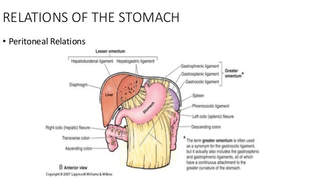 Anatomy of stomach