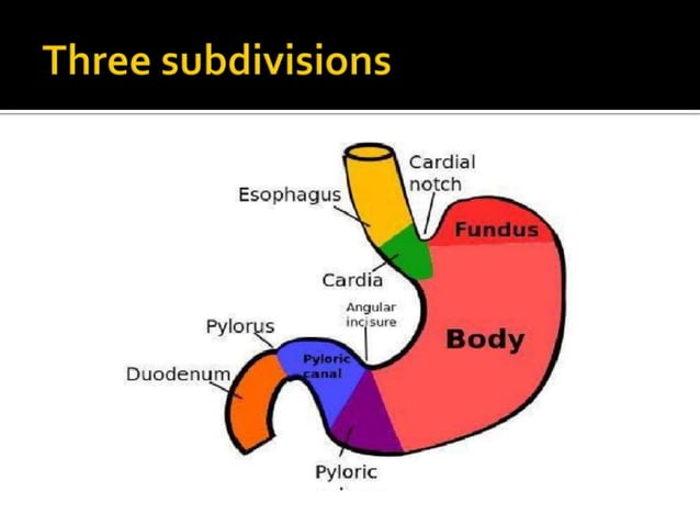 Anatomy of stomach | PPTX | Digestive Disorders | Diseases and Conditions