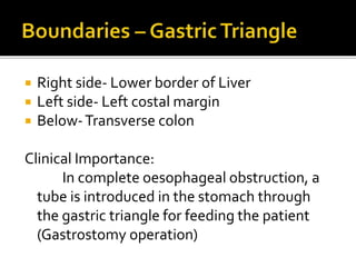 Anatomy of stomach | PPTX