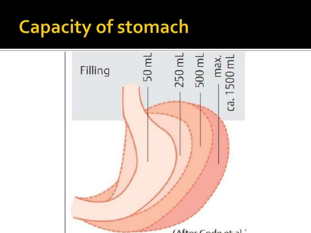 Anatomy of stomach | PPTX | Digestive Disorders | Diseases and Conditions