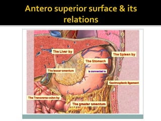 Anatomy of stomach | PPTX
