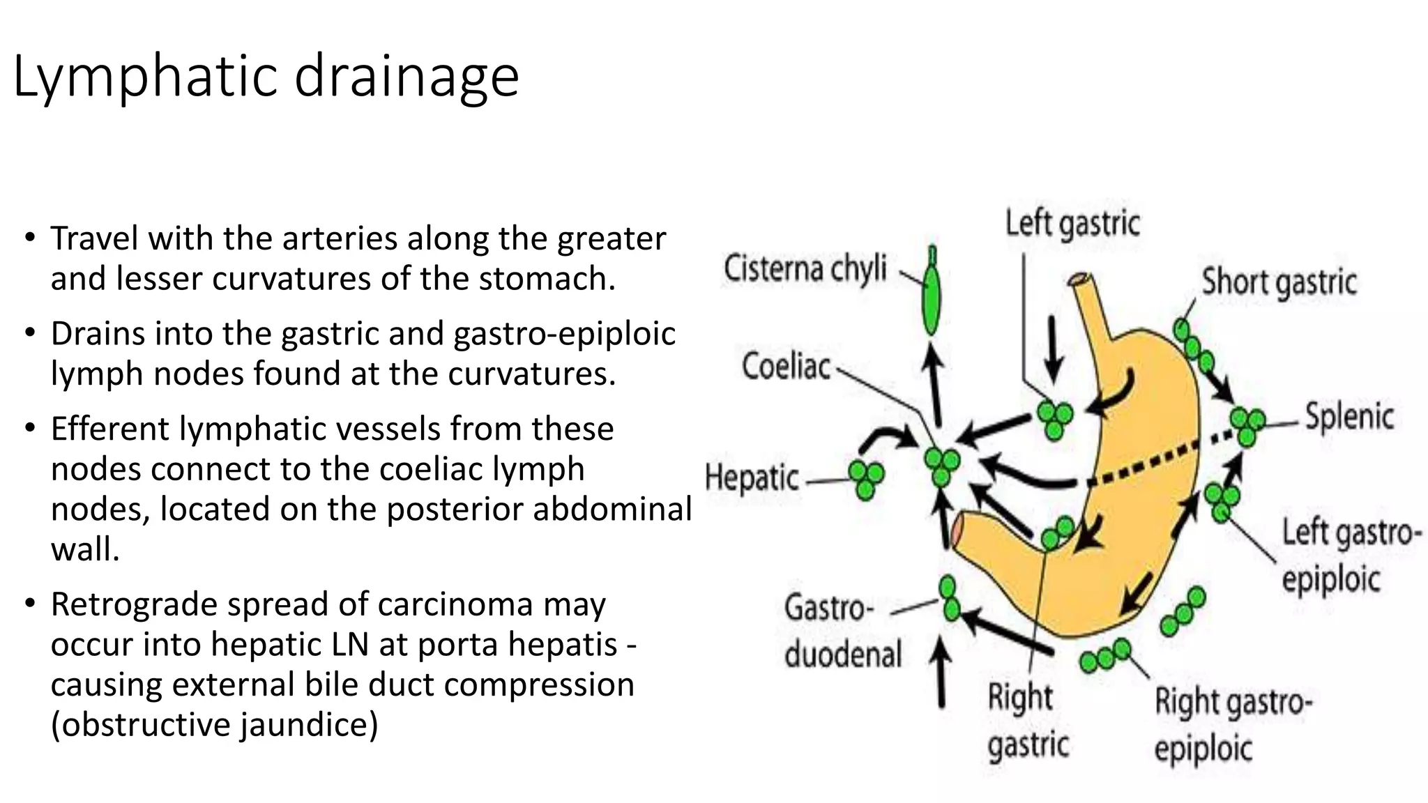 Anatomy of Stomach.pptx