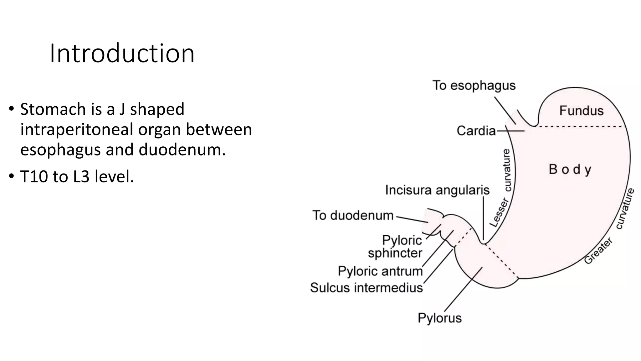Anatomy of Stomach.pptx
