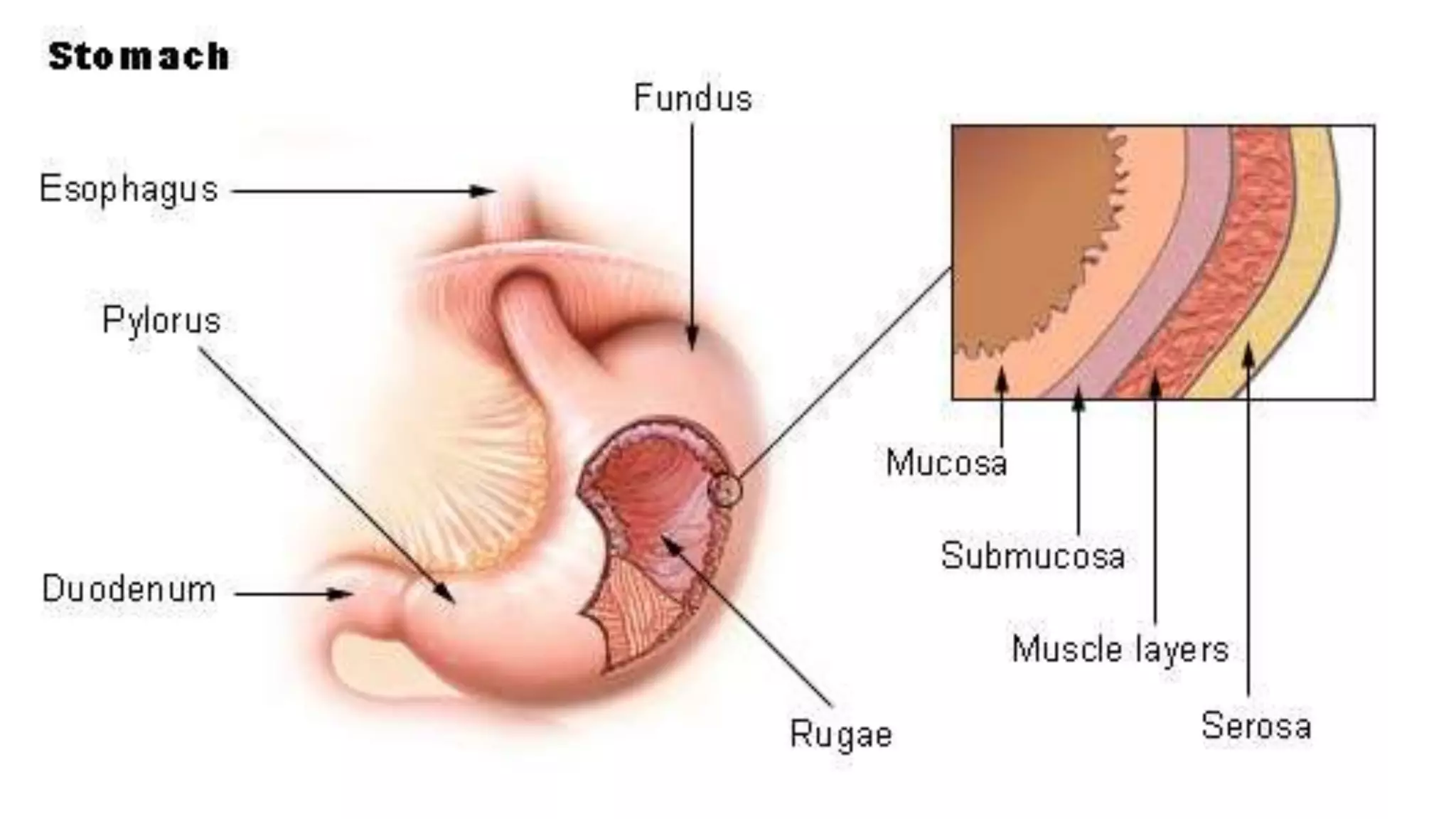 Anatomy of Stomach.pptx