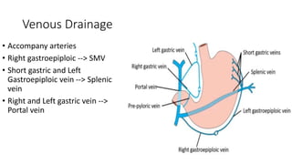 Anatomy of Stomach.pptx
