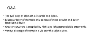 Anatomy of Stomach.pptx