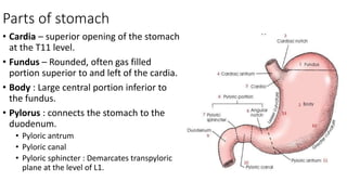 Anatomy of Stomach.pptx