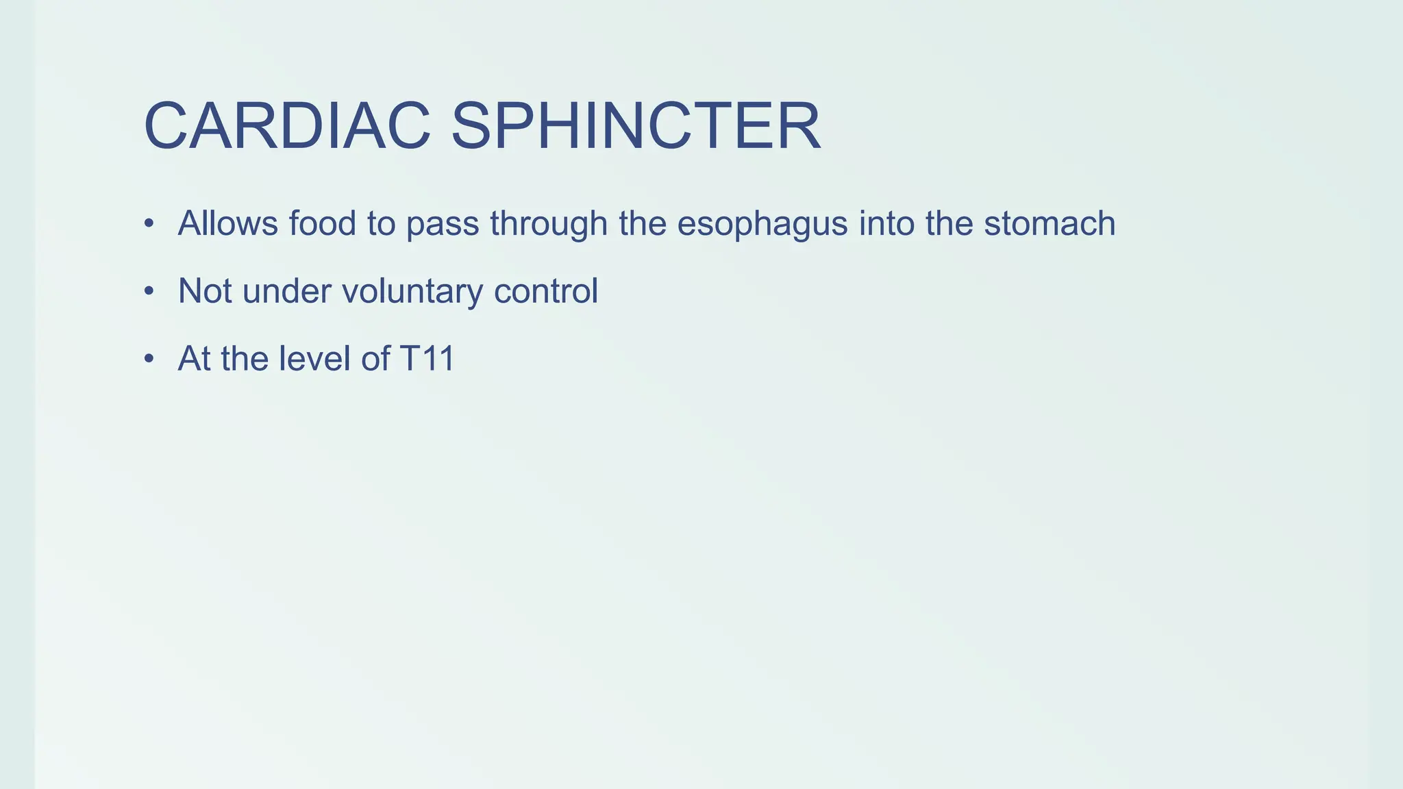 ANATOMY OF STOMACH- a short concise lect | PPTX