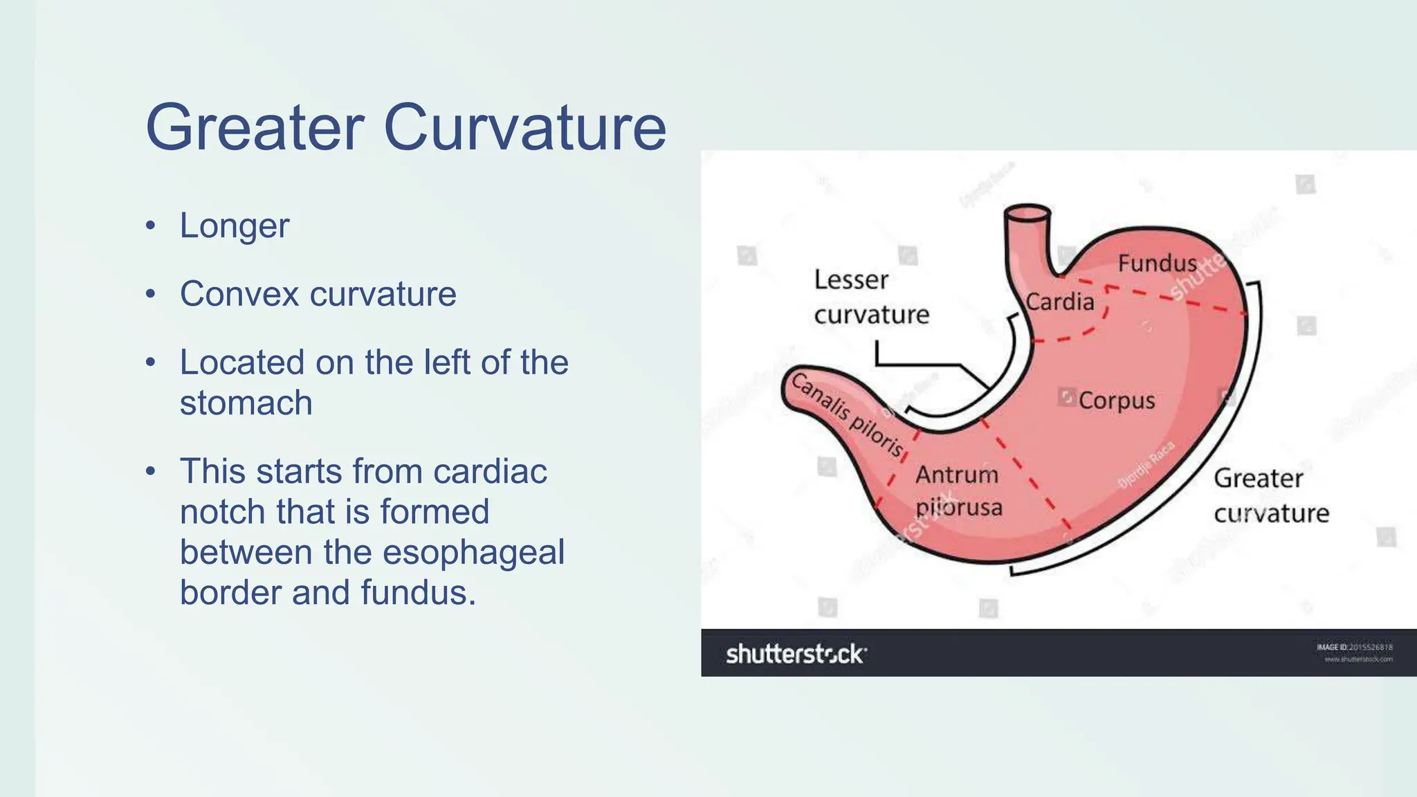 ANATOMY OF STOMACH- a short concise lect | PPTX