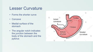ANATOMY OF STOMACH- a short concise lect | PPTX