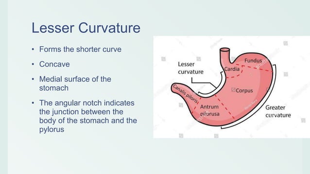ANATOMY OF STOMACH- a short concise lect | PPTX