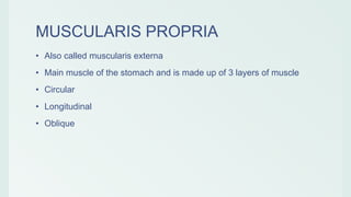 ANATOMY OF STOMACH- a short concise lect | PPTX