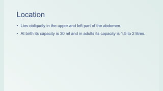 ANATOMY OF STOMACH- a short concise lect | PPTX