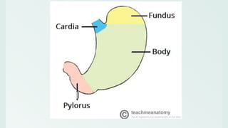 ANATOMY OF STOMACH- a short concise lect | PPTX