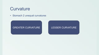 ANATOMY OF STOMACH- a short concise lect | PPTX