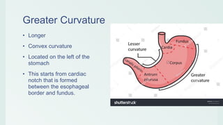 ANATOMY OF STOMACH- a short concise lect | PPTX